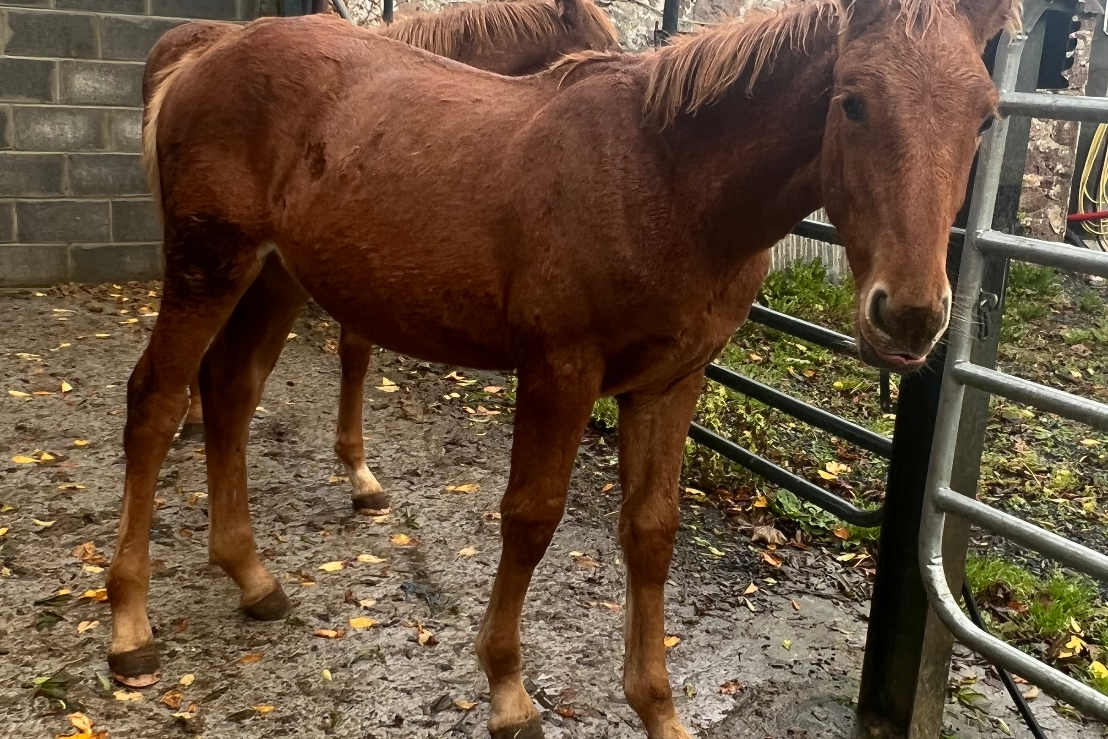 4 full Irish draught foals | Farmers Market
