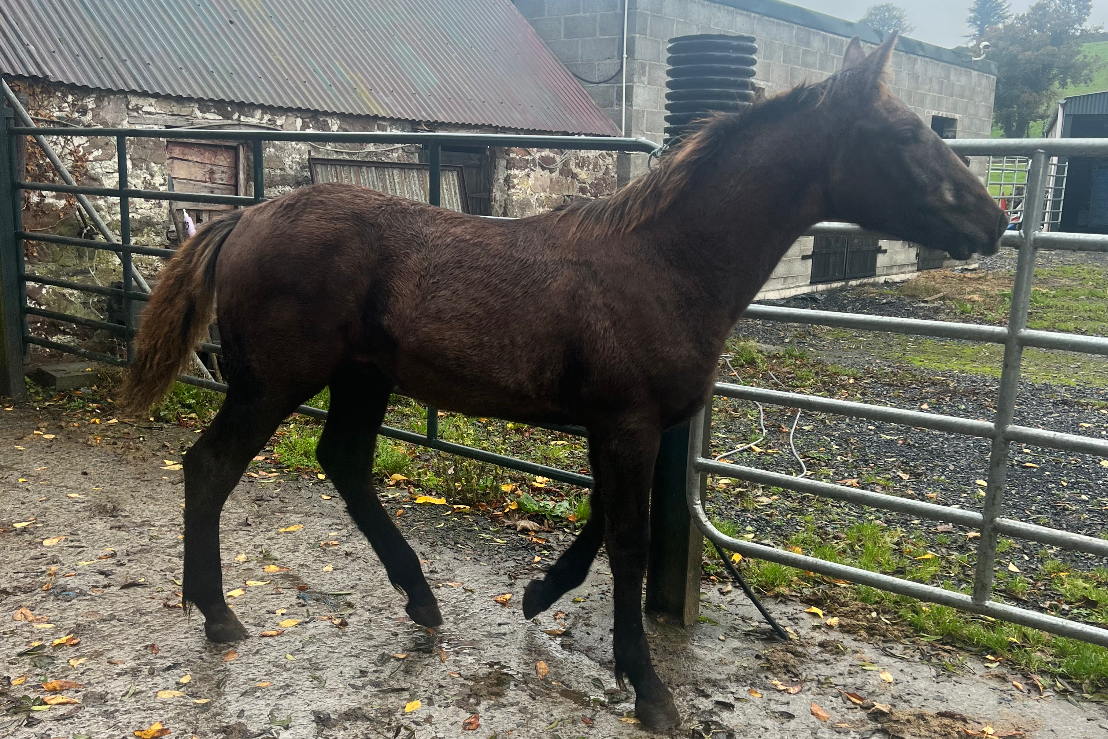 4 full Irish draught foals | Farmers Market