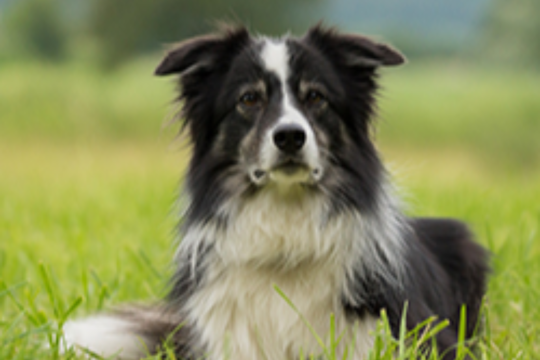 Pups,14 wks, sire Billy Ryan's Mac, dam ONeills Crudger line | Farmers ...